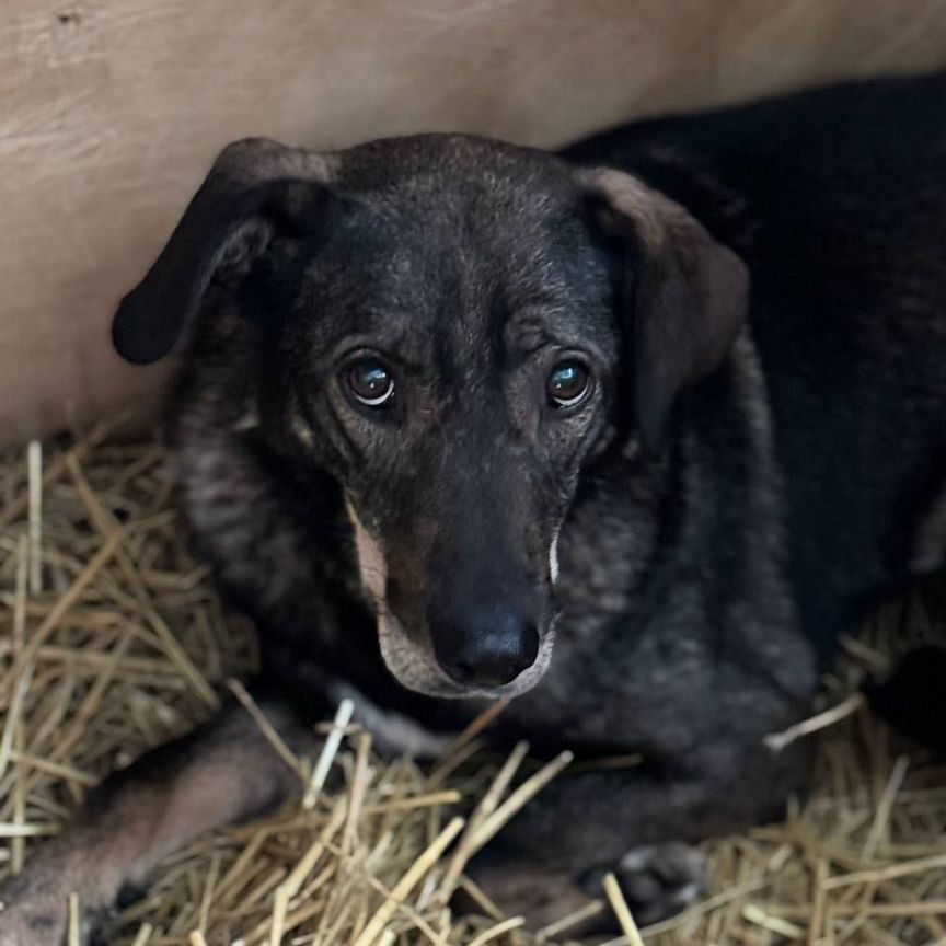 Собака Брауни в ледяной клетке приюта. Спасите