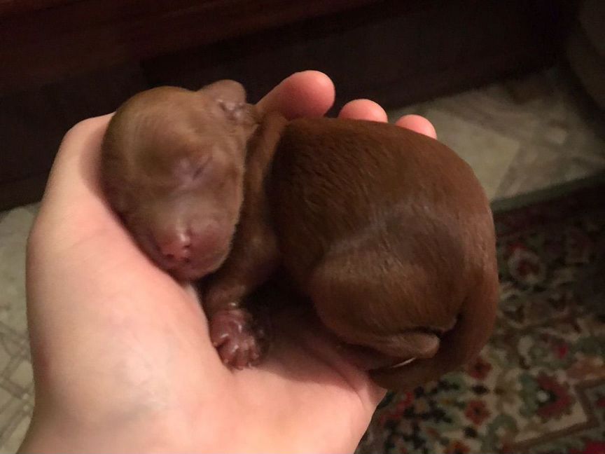 Продам щенят пуделя