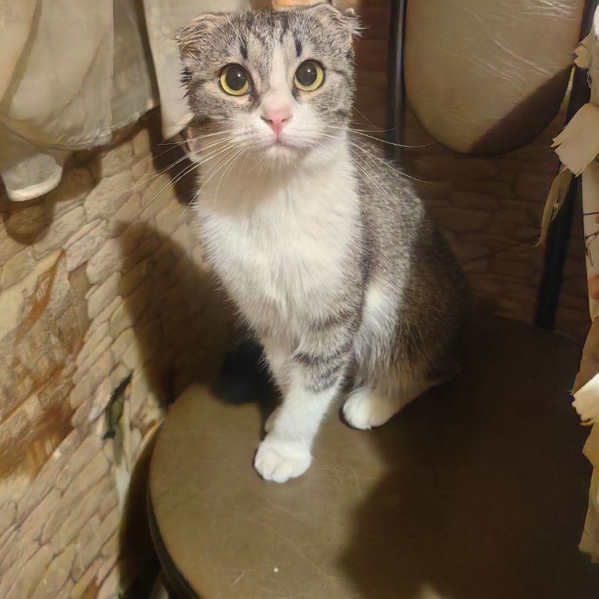 Шотландский вислоухий короткошёрстный котёнок