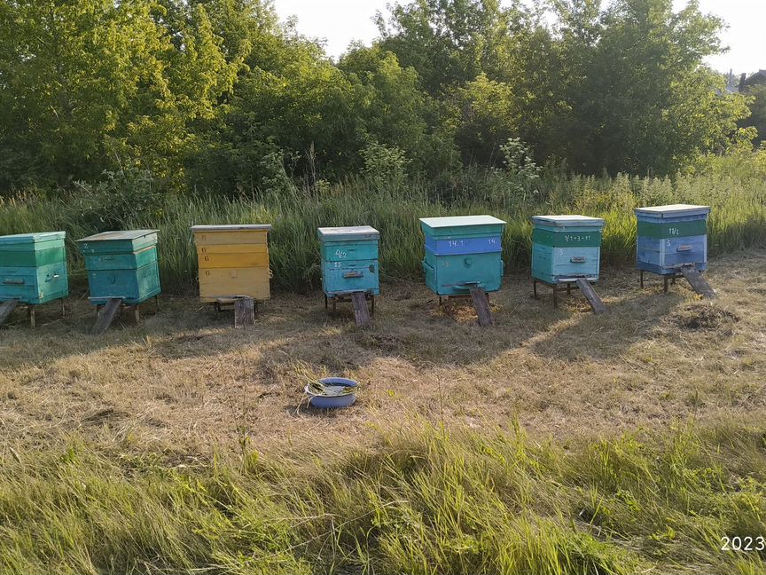 Ульи с семьями