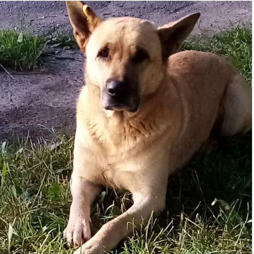 В добрые руки