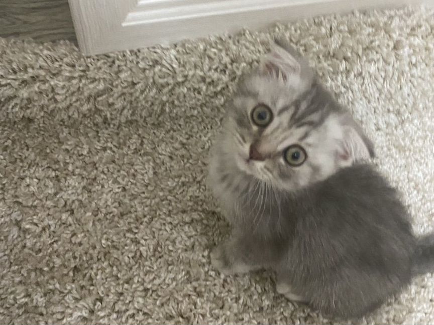 Шотландская