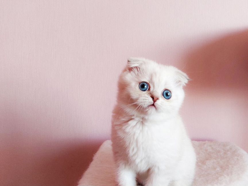 Шотландская красотка Мальвина