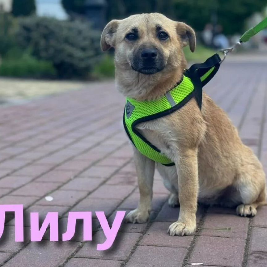 Взрослая собака в добрые руки