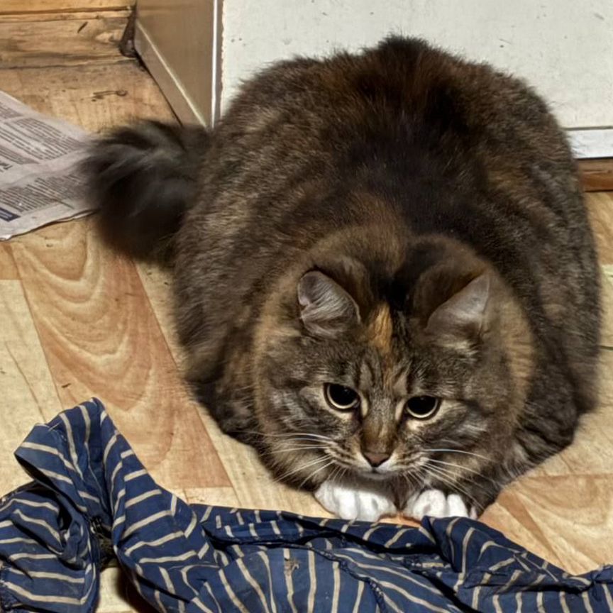 Сибирская, взрослая кошка