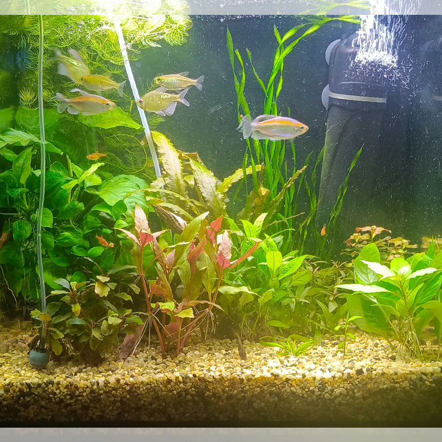 Аквариумное растение