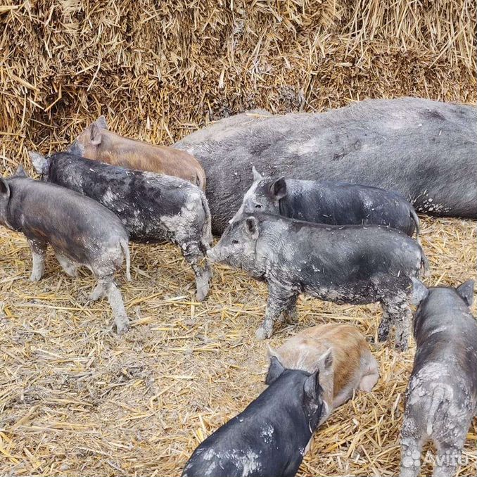 Вьетнамск вислобрюхий поросенок