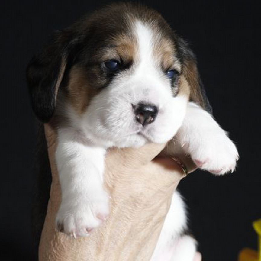 Бигль, щенок