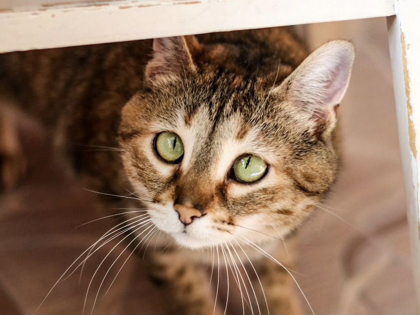 Кошечка Дана, в поиске дома