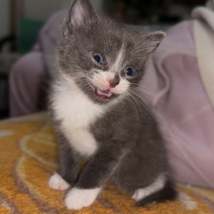 Сиамский котёнок