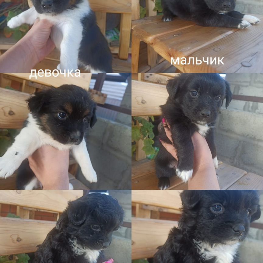 Ищем новый дом