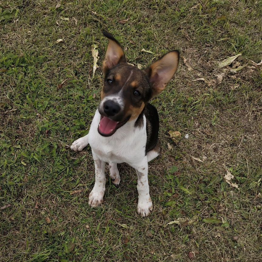 Щенок в добрые руки