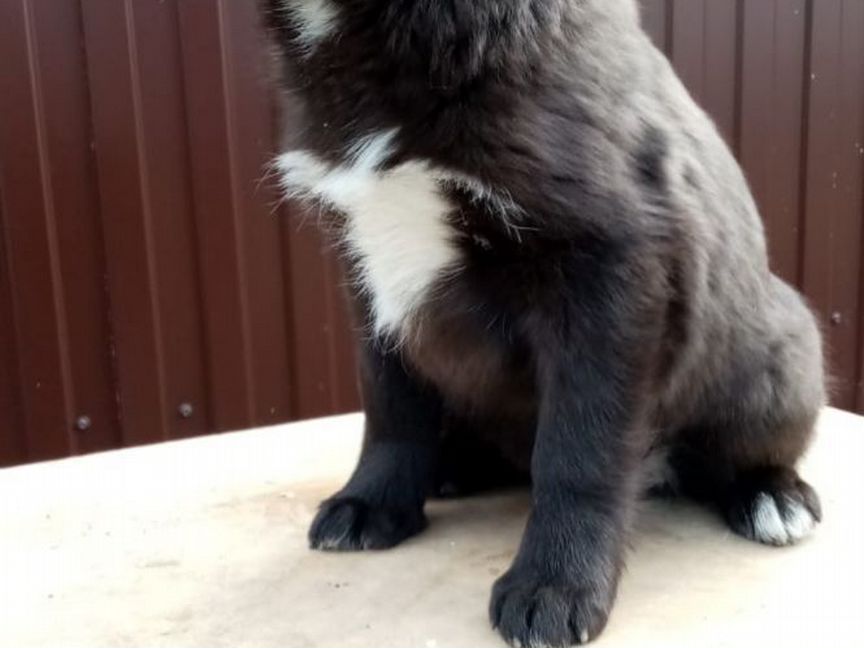 Собака в добрые руки отдам бесплатно