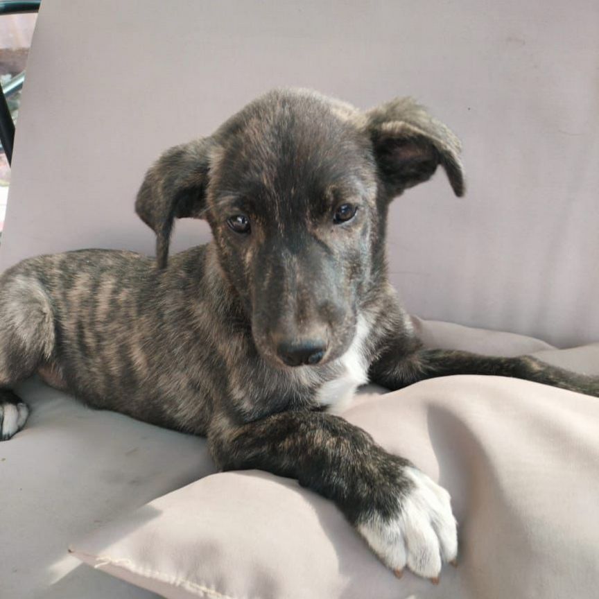 Барин ищет свою семью