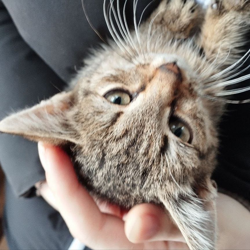 Котята маленькие в добрые руки