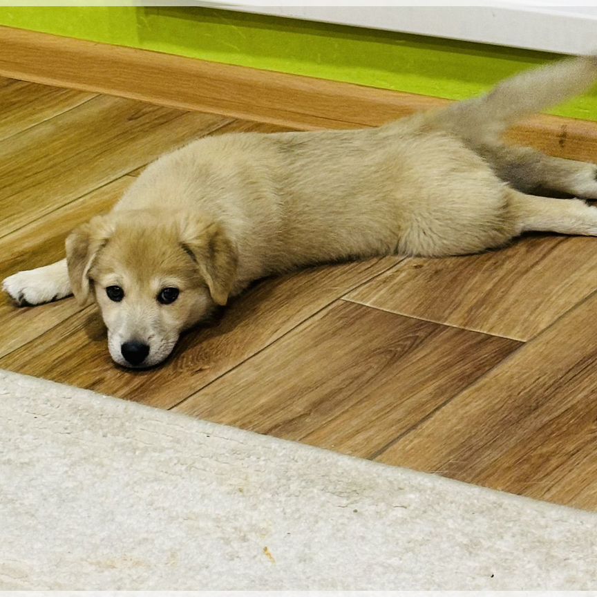 Щенок в добрые руки