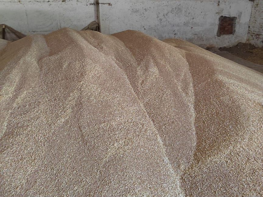 Пшеница озимая 3 класс