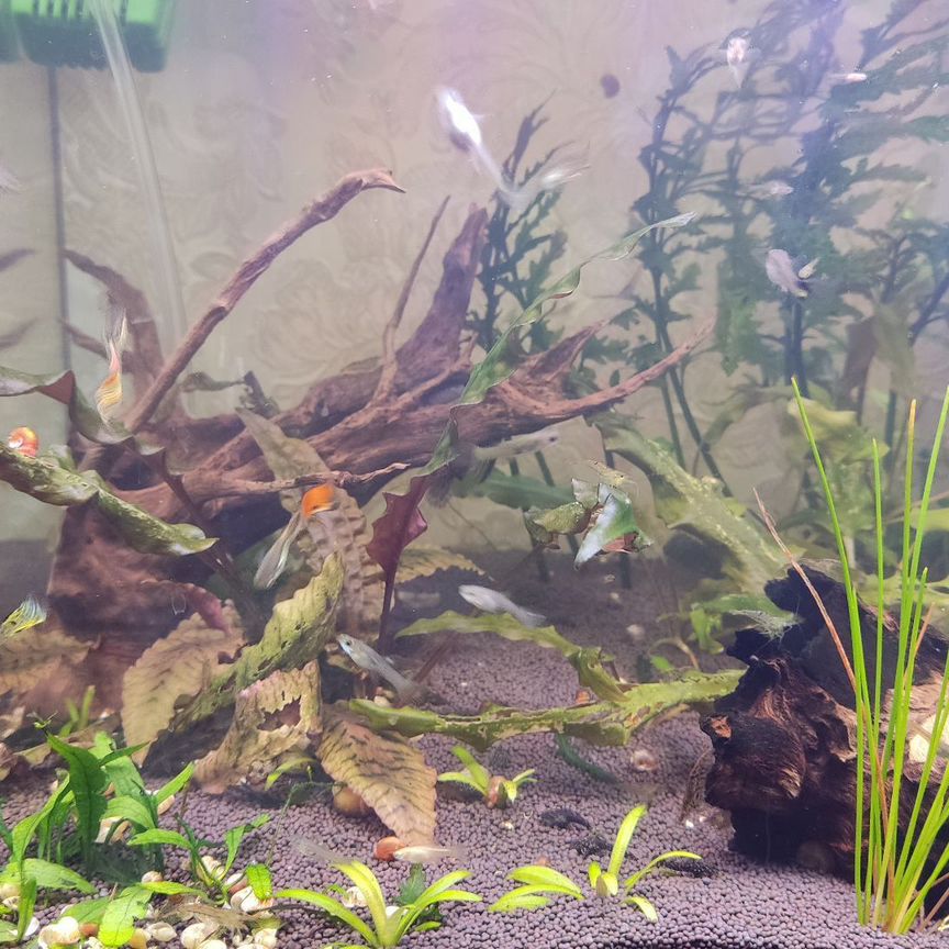 Рыбки гуппи