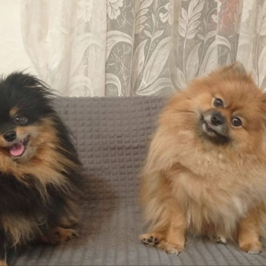 Померанский шпиц, щенок