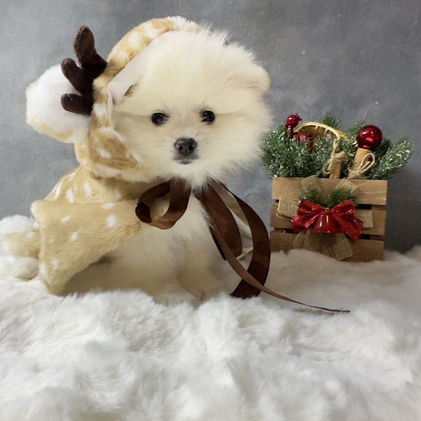 Померанский шпиц, щенок