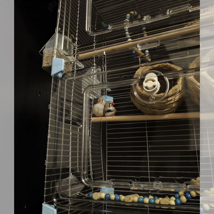 Амадины пара, вместе с клеткой