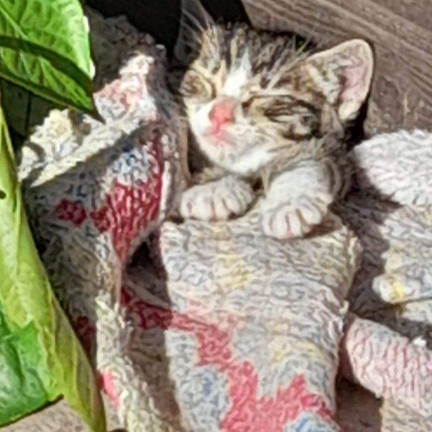 Котёнок в добрые руки