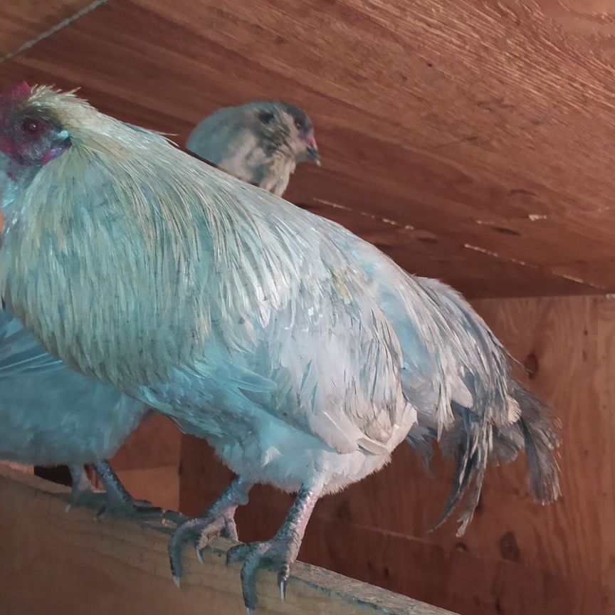 Петух амераукана