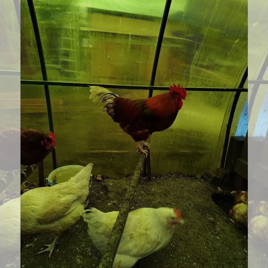 Молодые петухи