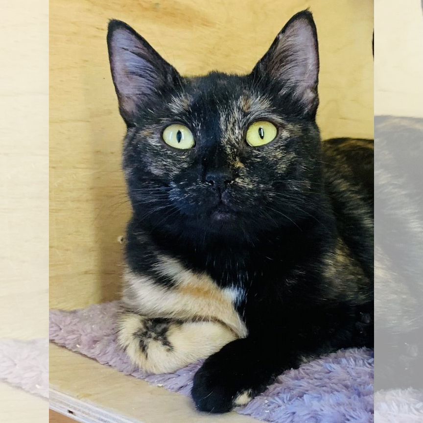 Взрослая, кошка в добрые руки