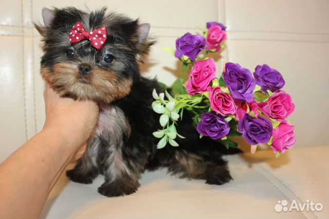 Мини кукольная девочка йорширского терьера 2,5 мес