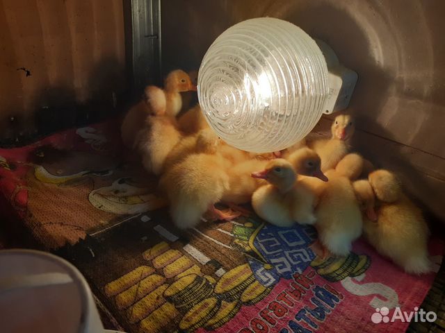 Утята стар 53