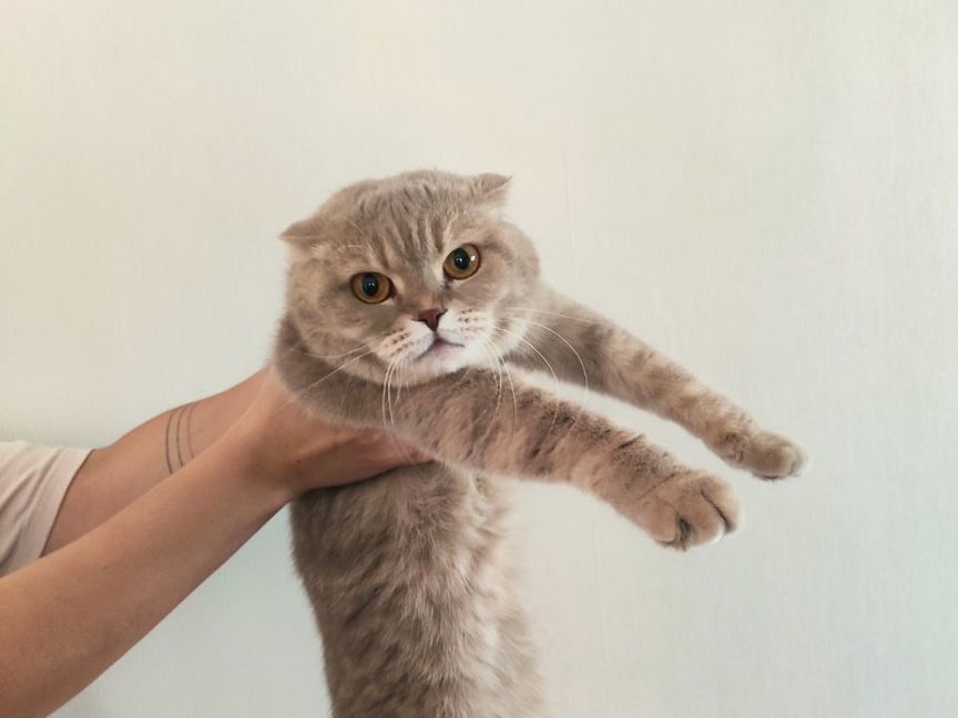 Отдам в добрые руки