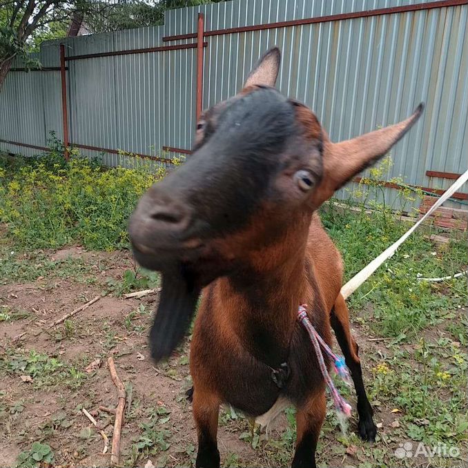 Чешский козел