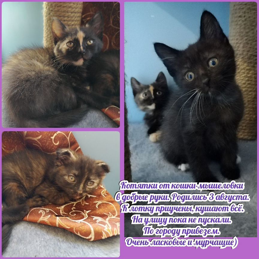 Котята от кошки мышеловки