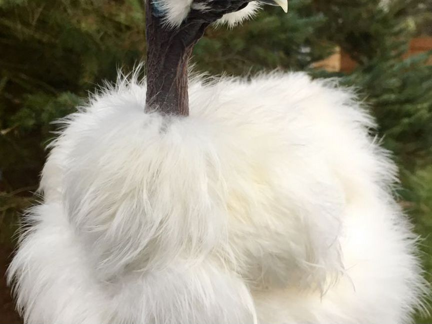 Шелковые куры