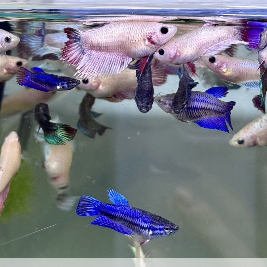 Рыбка петушок мальки