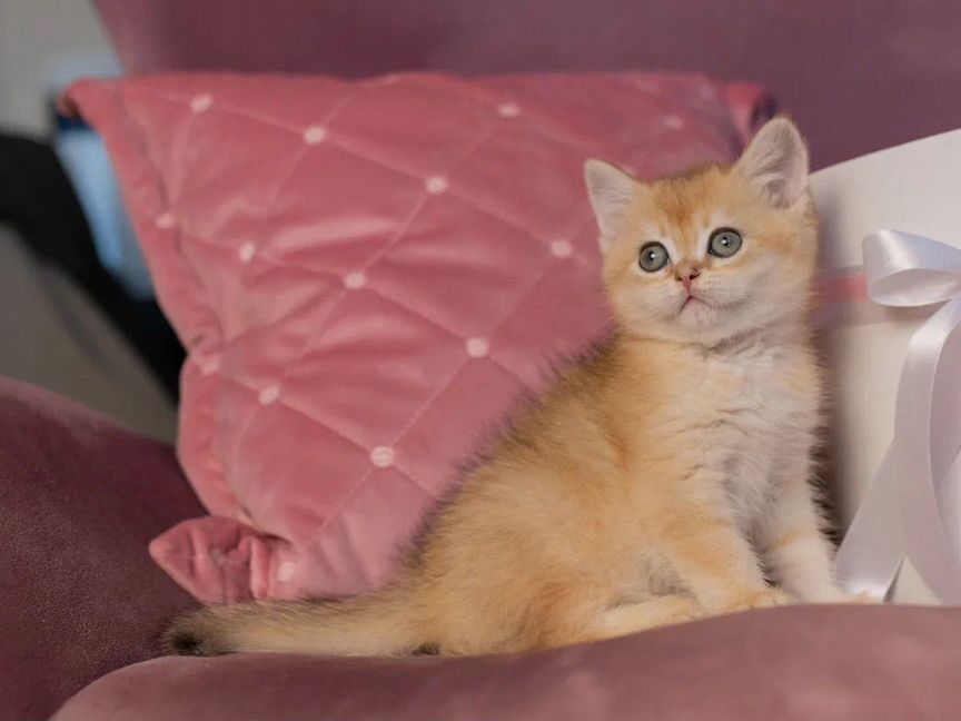 Котенок британский золотая шиншилла