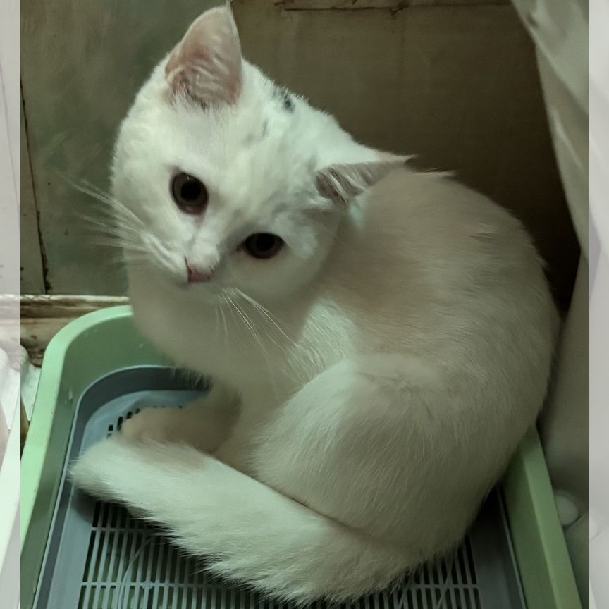 Шотландский вислоухий короткошёрстный котёнок