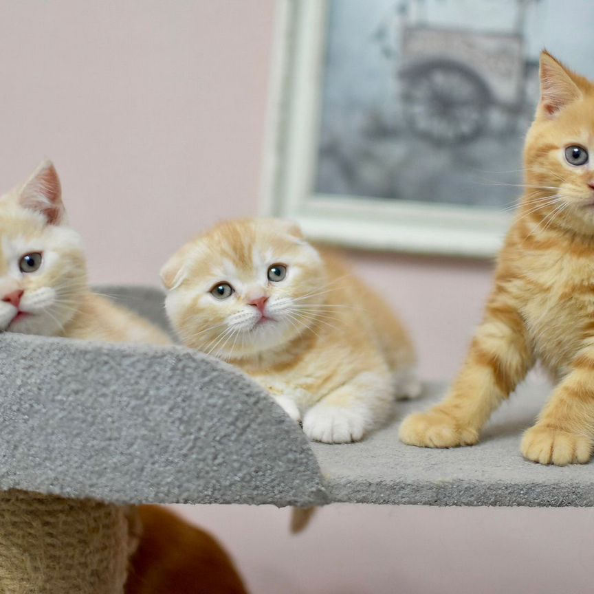 Шотланские котята