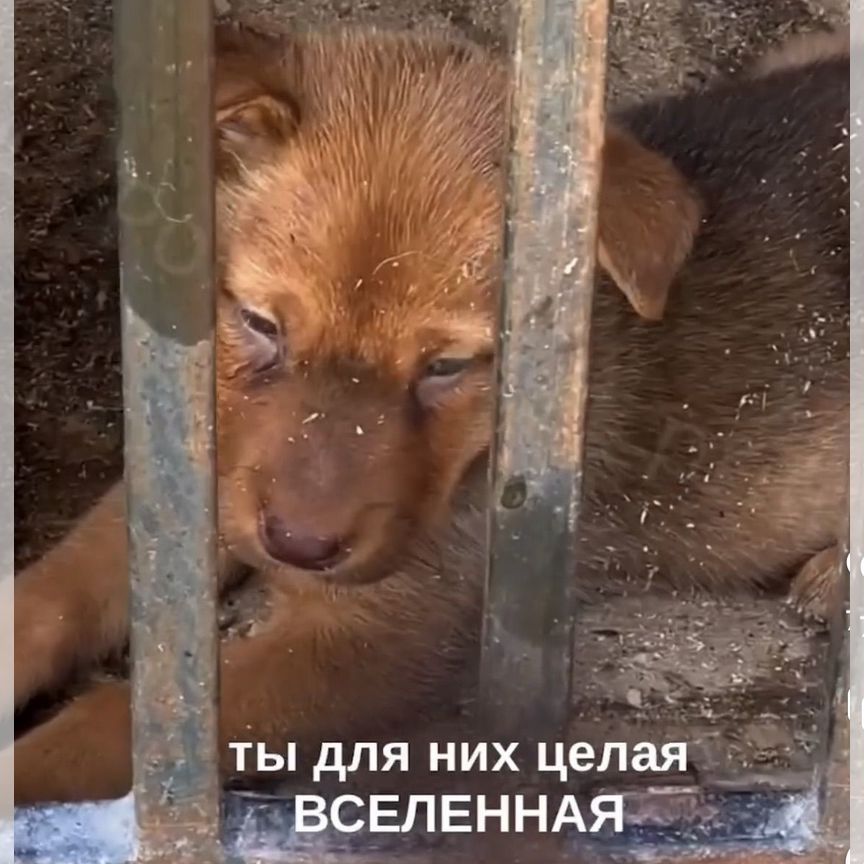 Отдам даром бесплатно животные