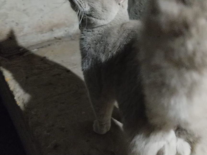 Котик в дар