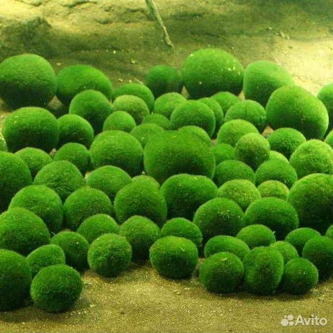 Шар мох зеленый кладофора аквариумные растения