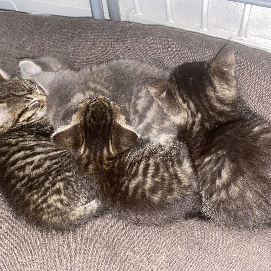 Котята майкун бесплатно