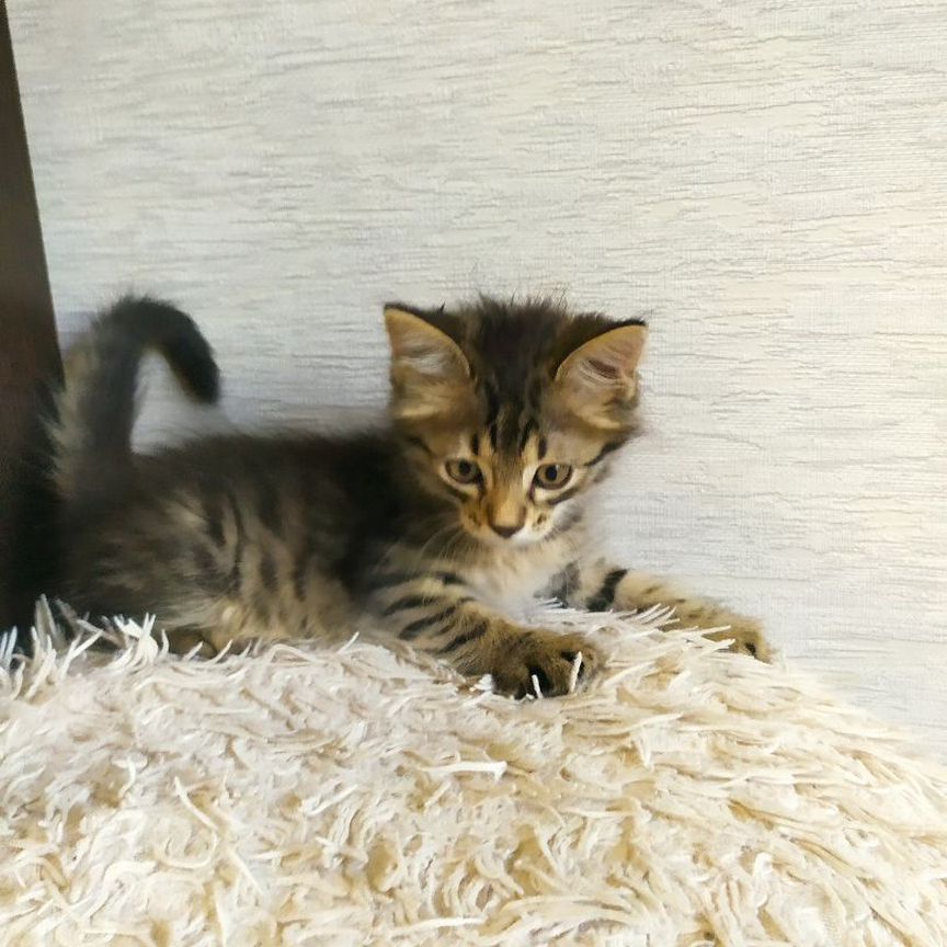 Котята