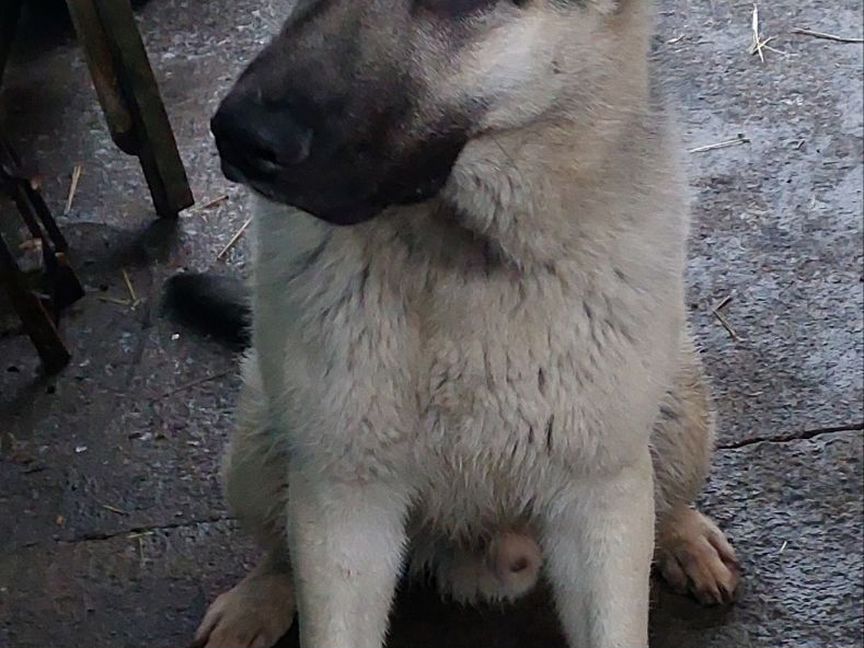 Кобель вязка вео