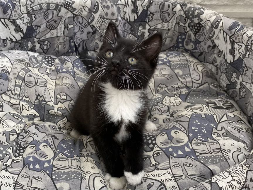 Котёнок Маркиз девочка