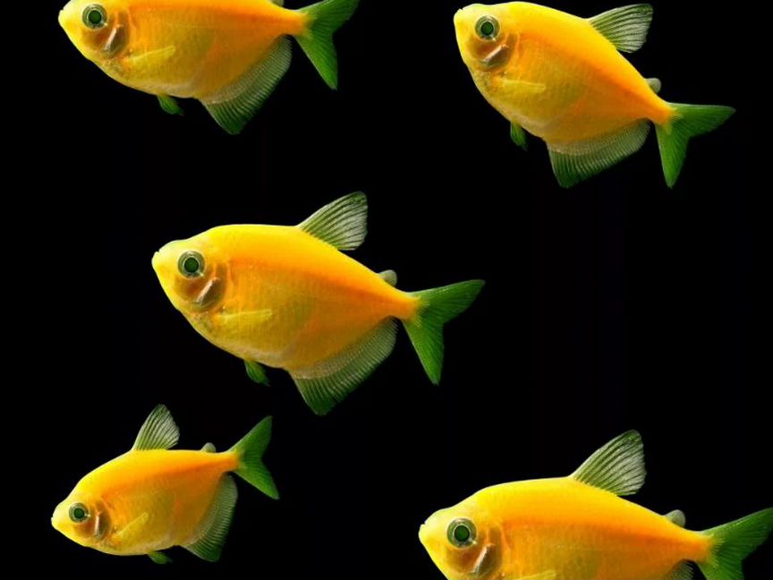 Тернеция гло желтая