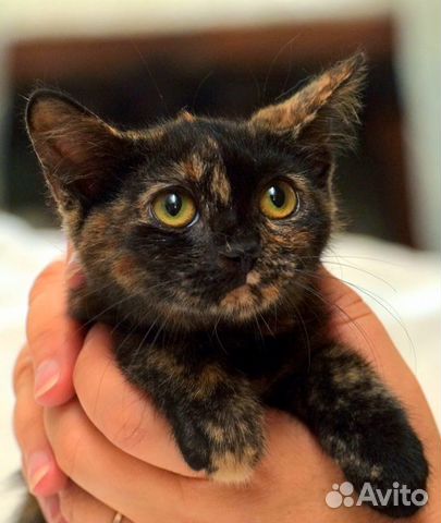 Красавица Мурза- котенок редкого окраса