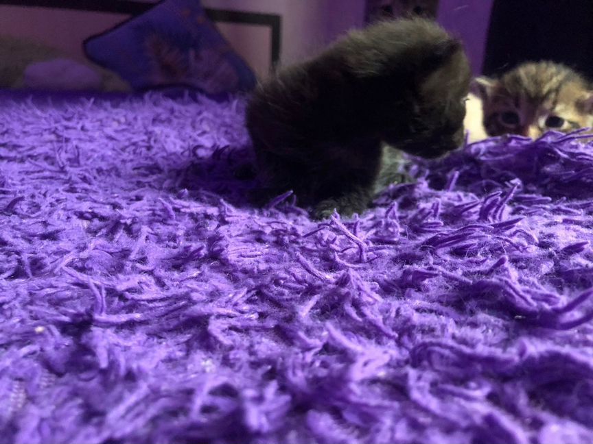 Одам котят безплатно