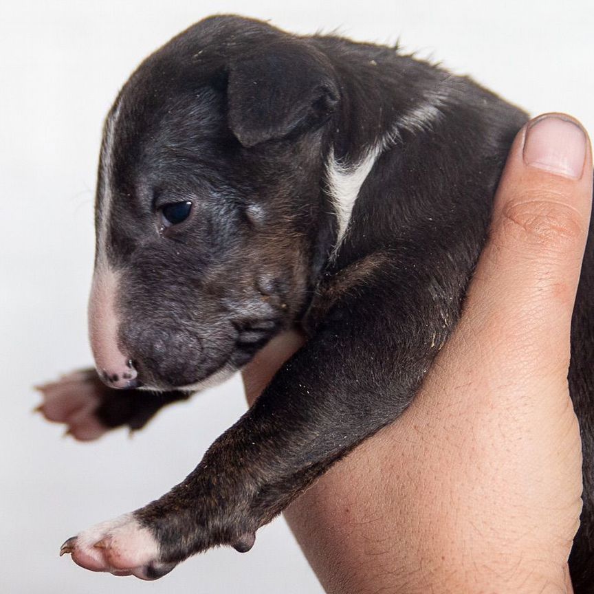 Бультерьер, щенок